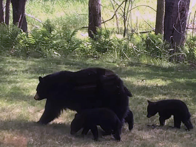 Black Bear Clapping Haha 😂 But On A Serious Note, Let's Talk Bear