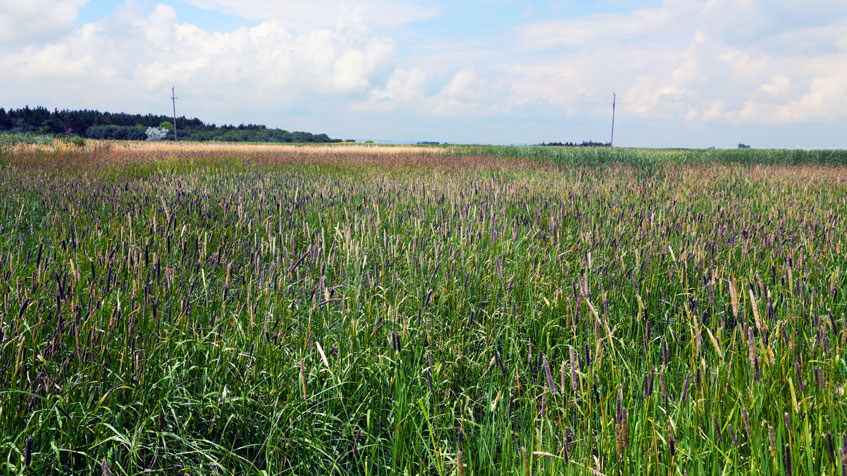 Creeping meadow foxtail (Alopecurus arundinaceus) | Minnesota DNR