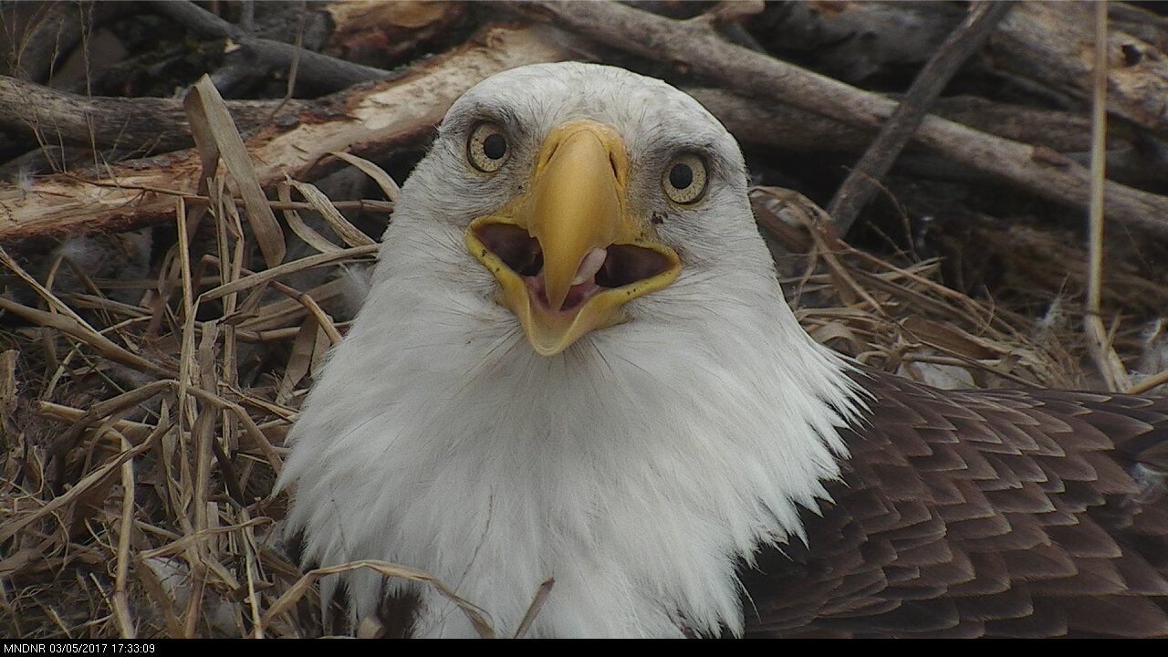 DNR EagleCam | Minnesota DNR